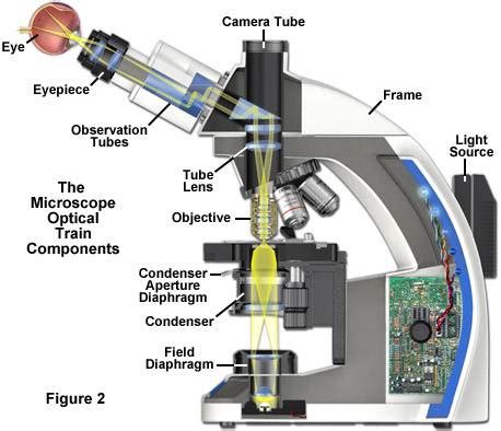 How Does A Microscope Work Blurtit