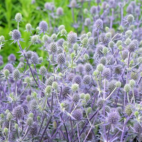 How To Grow And Care For Sea Holly The Tough As Nails Perennial