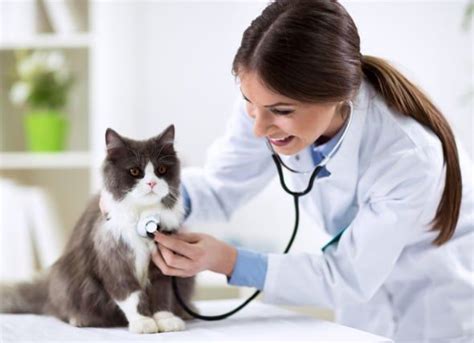 5 Signs You Should Get Your Cats Thyroid Or Dogs Thyroid Checked