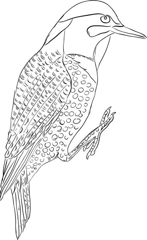 Gambar Burung Flicker Png Vektor Psd Dan Clipart Dengan Background