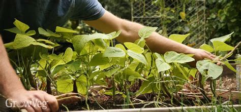 Bean Growing Masterclass