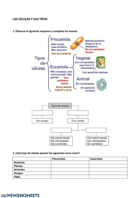 Ejercicio De La Célula Y Sus Tipos Procariota Y Eucariota Celula Procariota Y Eucariota