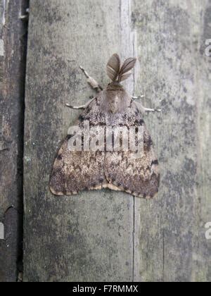Gypsy Moth Lymantria Dispar Dispar Male Stock Photo Alamy