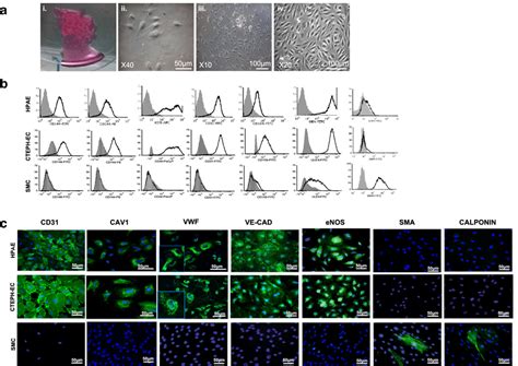 Cteph Ec Characterization A Images Showing Expansion Of Cteph Ec Download Scientific Diagram