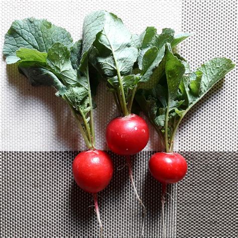 Plants Of Pluto Plantsofpluto Twitter