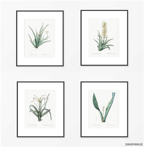 Plakaty Botaniczne Ilustracje Vintage Pakamerapl