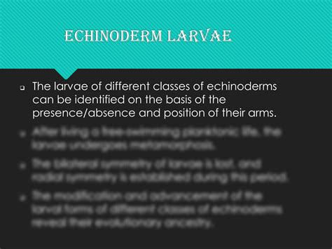 Solution Echinodermata Larval Forms Studypool