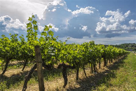 Images Gratuites Vignoble Champ Fleur Leurope Aliments Produire Surgir Sol Nikon