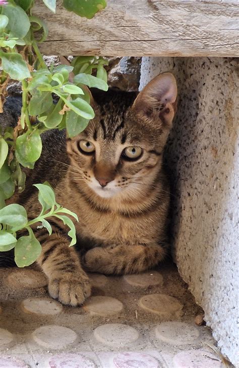 Little Gorad Album On Imgur