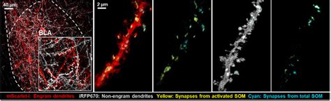 Activated Somatostatin Interneurons Orchestrate Memory Microcircuits