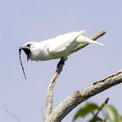 A Birds Ear Splitting Shriek Smashes The Record For Loudest Song