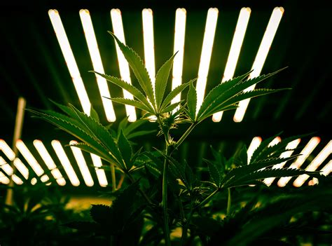 The Sweetgrass Method Organic Living Soil Craft Cannabis