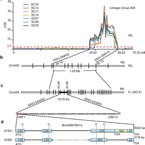 Fine Mapping Of The Seed Coat Color Qtl In B Napus A Scanning Of The Download Scientific