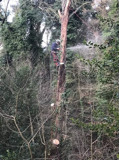 Health And Safety Works To Trees At Drews Pond Devizes Jan 18