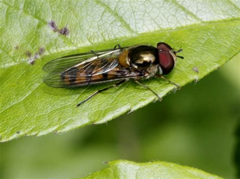 Vroege Vogels Foto Geleedpotigen Variabel Elfje