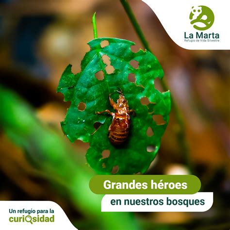 La Marta Refugio De Vida Silvestre Pejibaye La Marta Refugio De Vida Silvestre Pejibaye