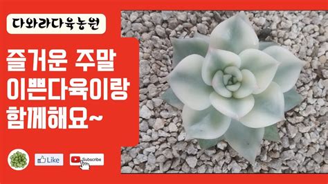 1217 즐거운 주말엔 이쁜 다육이랑 함께 해요~ 아리금 멕시코야생마리아금 몰게인금 먼로복륜금 설백금 퍼플딜라이트복륜금 청담마리아복륜금 명장금