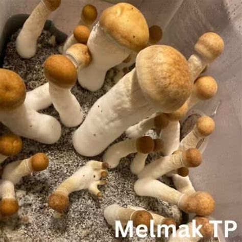 Melmac Tp Psilocybe Cubensis Liquid Culture Fullsend Organicks