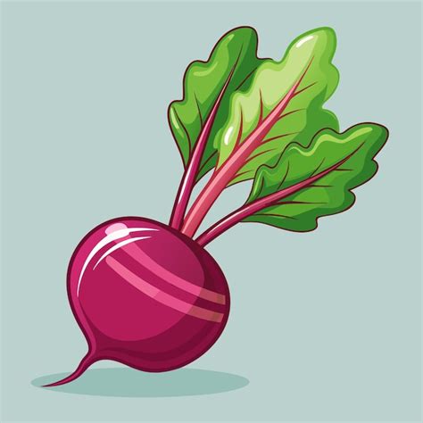 Fresh Beetroot Vegetable Vector Organic Art Premium Ai Generated Vector
