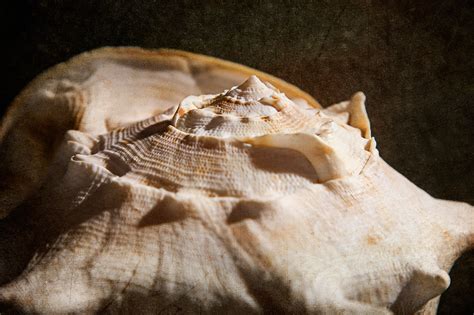 Cassis Cornuta On Behance