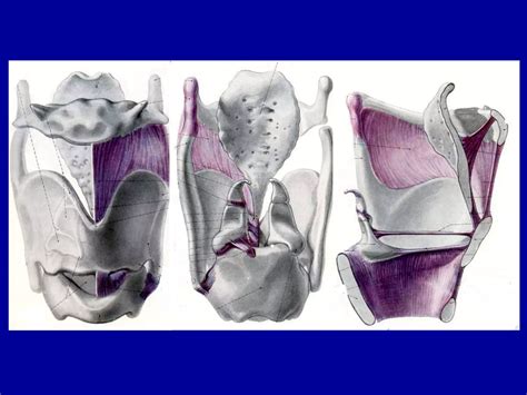 Anatomia E Fisiologia Della Laringe Ppt