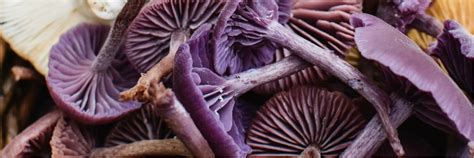 Fern Freud Foragedbyfern • Raffall