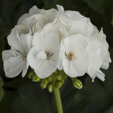Geranium Zonal Pelargonium Zonale Tango White Lucas Greenhouses