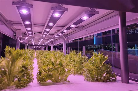 Are Hydroponic Vegetables Safe To Eat Auxgrow