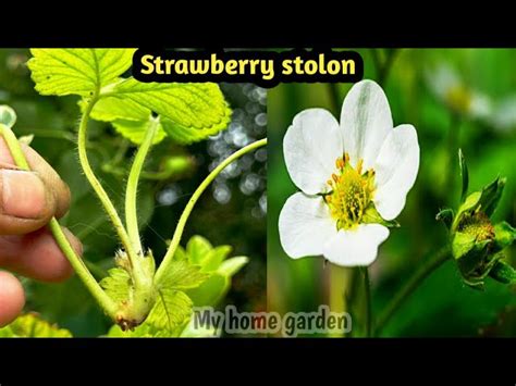 Strawberry Stolon