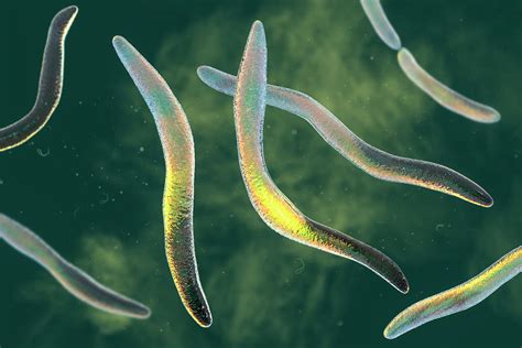 Fusobacterium Illustration Photograph By Kateryna Kon Pixels