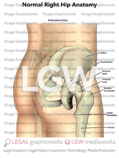 Normal Right Hip Anatomy Lgwgo