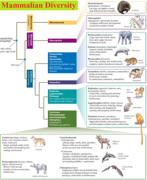 Enlighten Biology Note On The Diversity Of Mammals