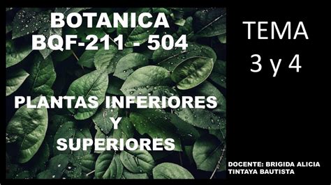 Tema 3 Y 4 Plantas Inferiores Y Superiores Odeth Udocz