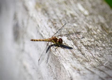 Risley Moss Warrington [18 08 2019]