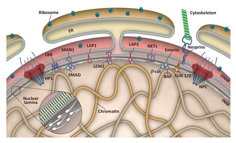 Micrografia Do Envelope Nuclear