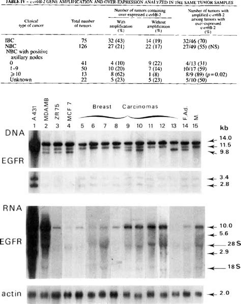 Figure 2 From Structure And Expression Of C Erbb 2 And Egf Receptor Genes Prognostic
