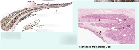 Nictitating Membrane Diagram Quizlet