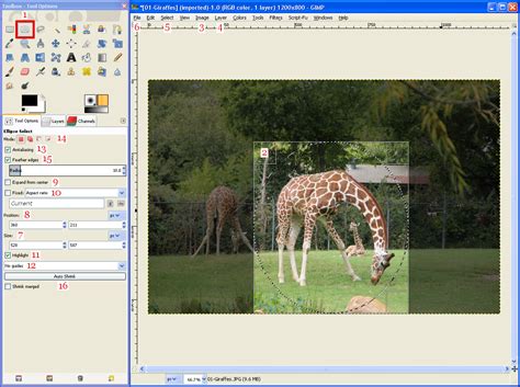 Clown Fish Cafe GIMP Tutorial Which Tool Should I Use To Crop A Photo Part