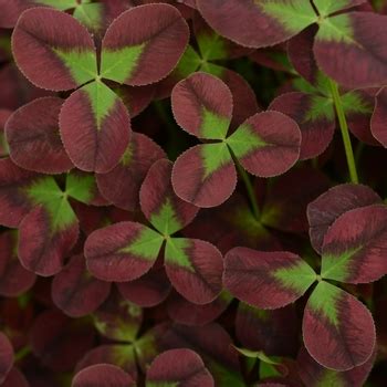 Trifolium Repens 4 Luck® Red Stripes Ornamental Clover From Garden
