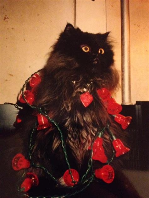 On The Life Of C Angus Floyd Laurie Ruettimann