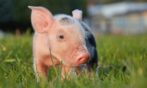 Se Llevan Bien Los Mini Cerdos Y Los Perros