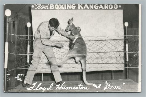 Kangaroo Boxing Man