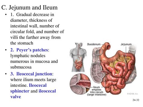 Ppt Chapter 24 Powerpoint Presentation Free Download Id3223953