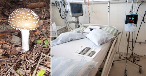 Larm Om Tsvamp ökar Sex Nya Fall I Helgen