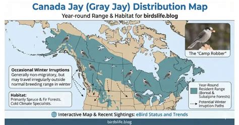 National Bird Of Canada The Canada Jay History And 7 Facts