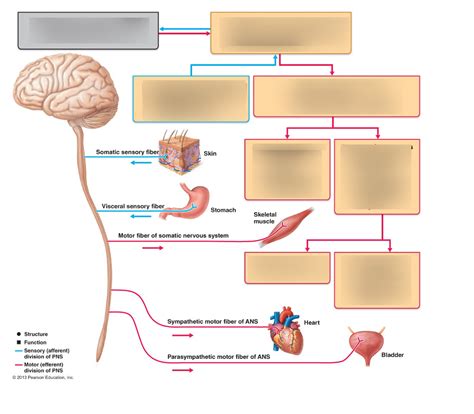 Nervous System Diagram Quizlet