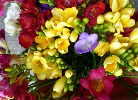 Freesia Hd Wallpapers