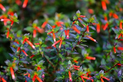 How To Grow Cuphea Garden Design