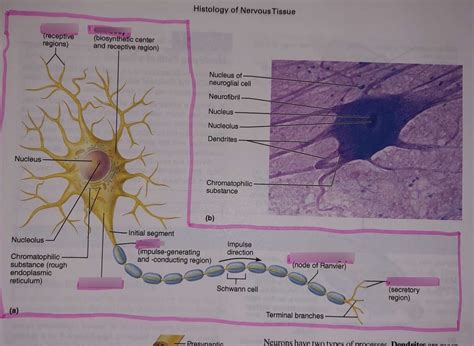 Nervous Tissue Labeled