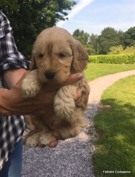 Cockapoo Puppies For Sale In Uk At Felindre Cockapoo Breeders